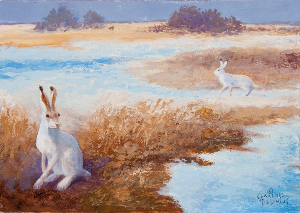 Jack Rabbits Alert to Distant Coyote by Clarence Tillenius | Mayberry ...